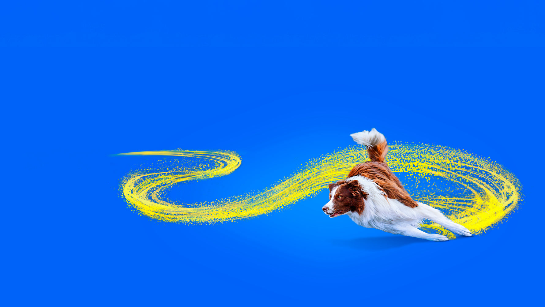 Hyaluronic Acid Joint Supplements for Dogs & Cats – Zooomy MegaHA ...