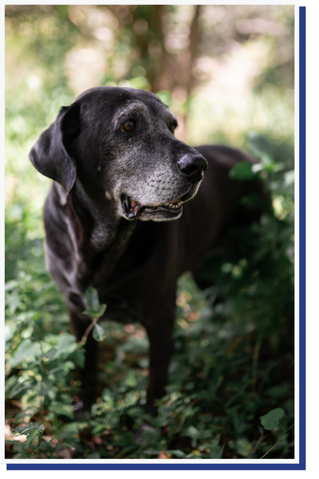 Hyaluronic Acid Joint Supplements for Dogs & Cats – Zooomy MegaHA ...